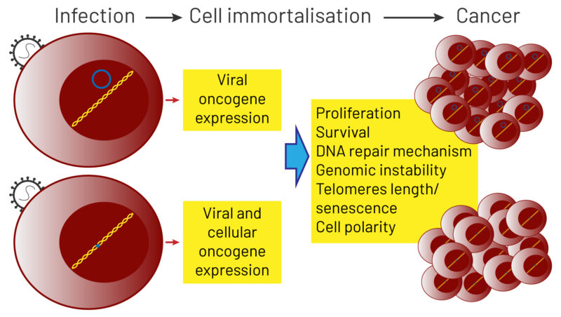Thank you virologists! – Nobel Prize spotlights virus-associated ...