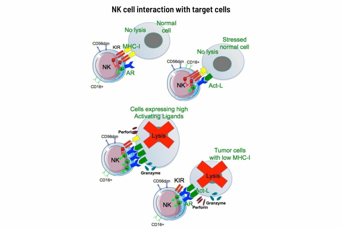 Natural killers: a new tactical unit joins the cancer immunotherapy ...