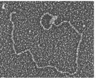 How telomeres protect our chromosomes, and what happens when they don’t ...