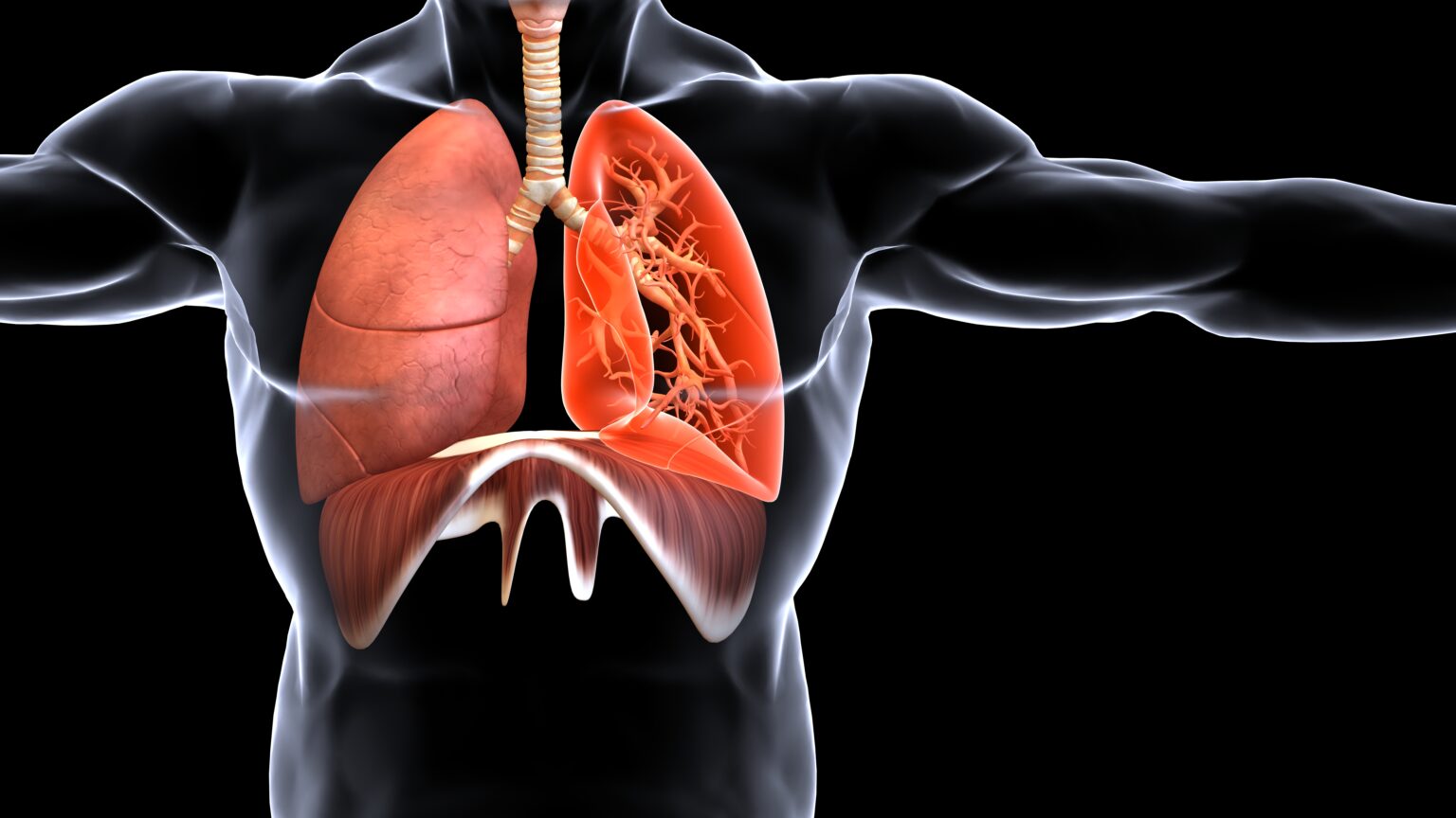 Key link identified in mechanism promoting lung metastases from breast ...