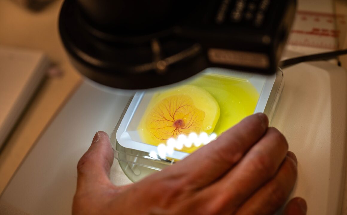 How a Chicken Egg Model Could Transform Pediatric Cancer Treatment in ...